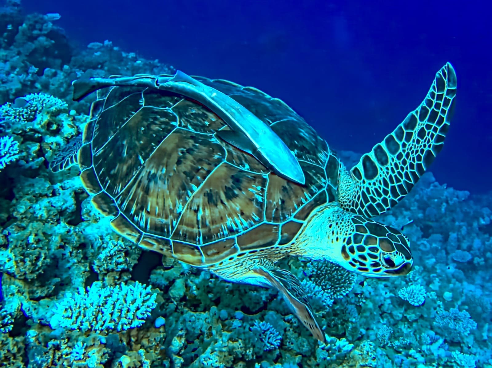 "Dahab" means "Gold" - International Diving Federation